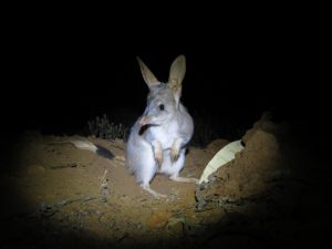 Boost for wild bilbies thanks to Mount Gibson release