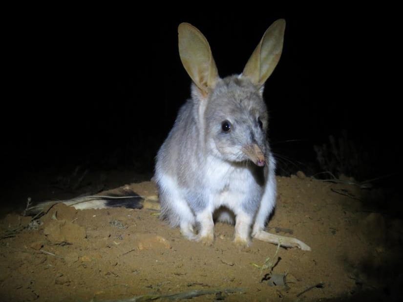 Boost for wild bilbies thanks to Mount Gibson release