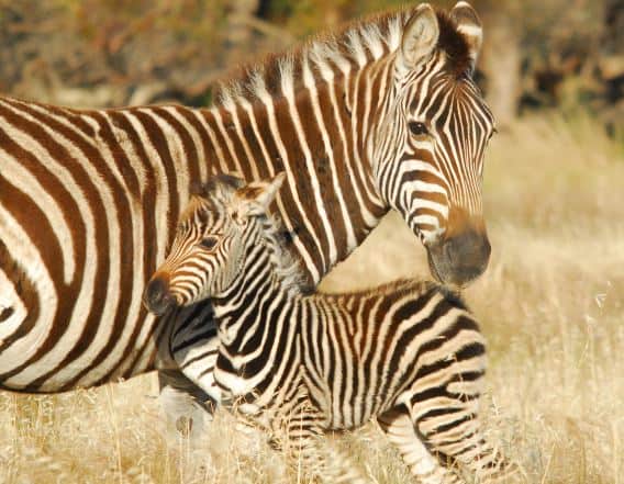 Baby boom continues with two zebra foals at Monarto Safari Park