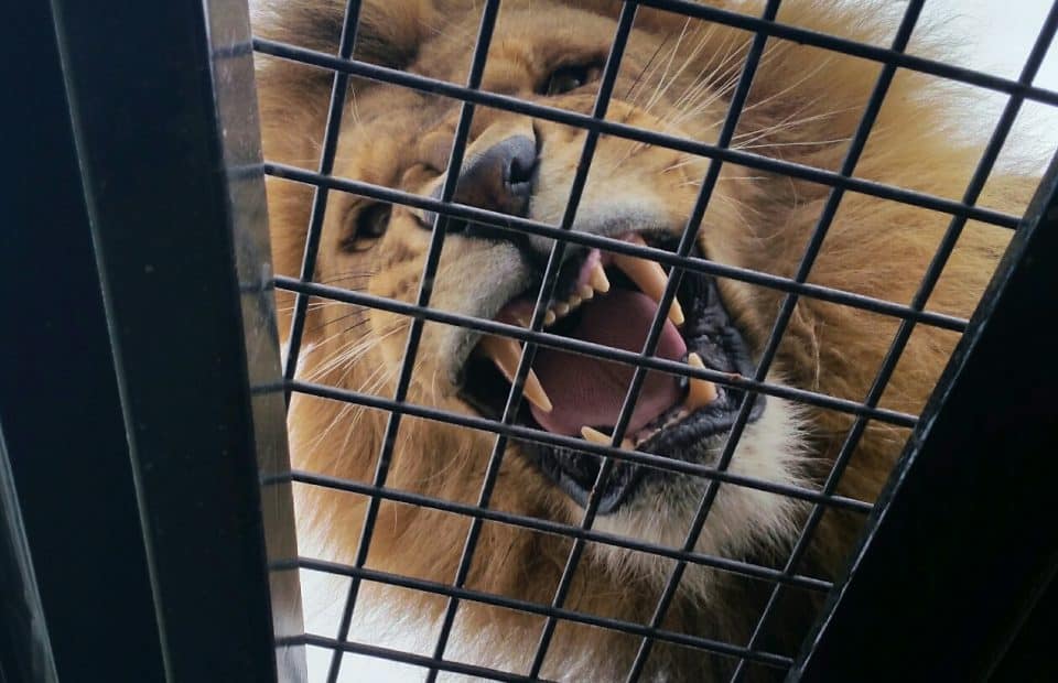 Lions 360 roars into Rundle Mall thanks to virtual reality