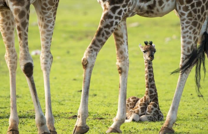 Five things you probably didn't know about Giraffe births
