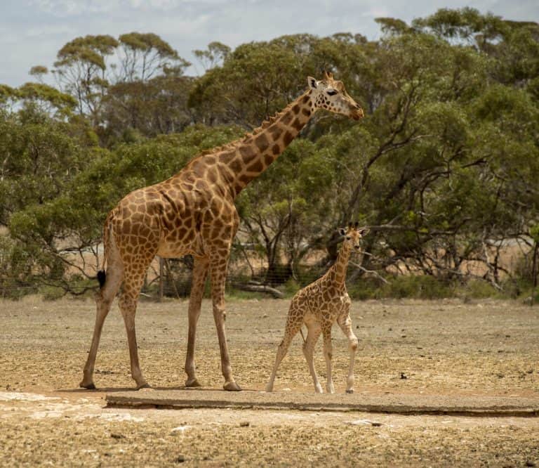 Five things you probably didn't know about Giraffe births