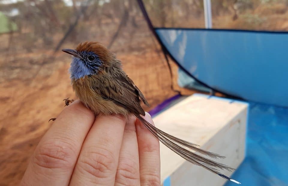 Very special Mallee Emu-wrens return home to Monarto Safari Park