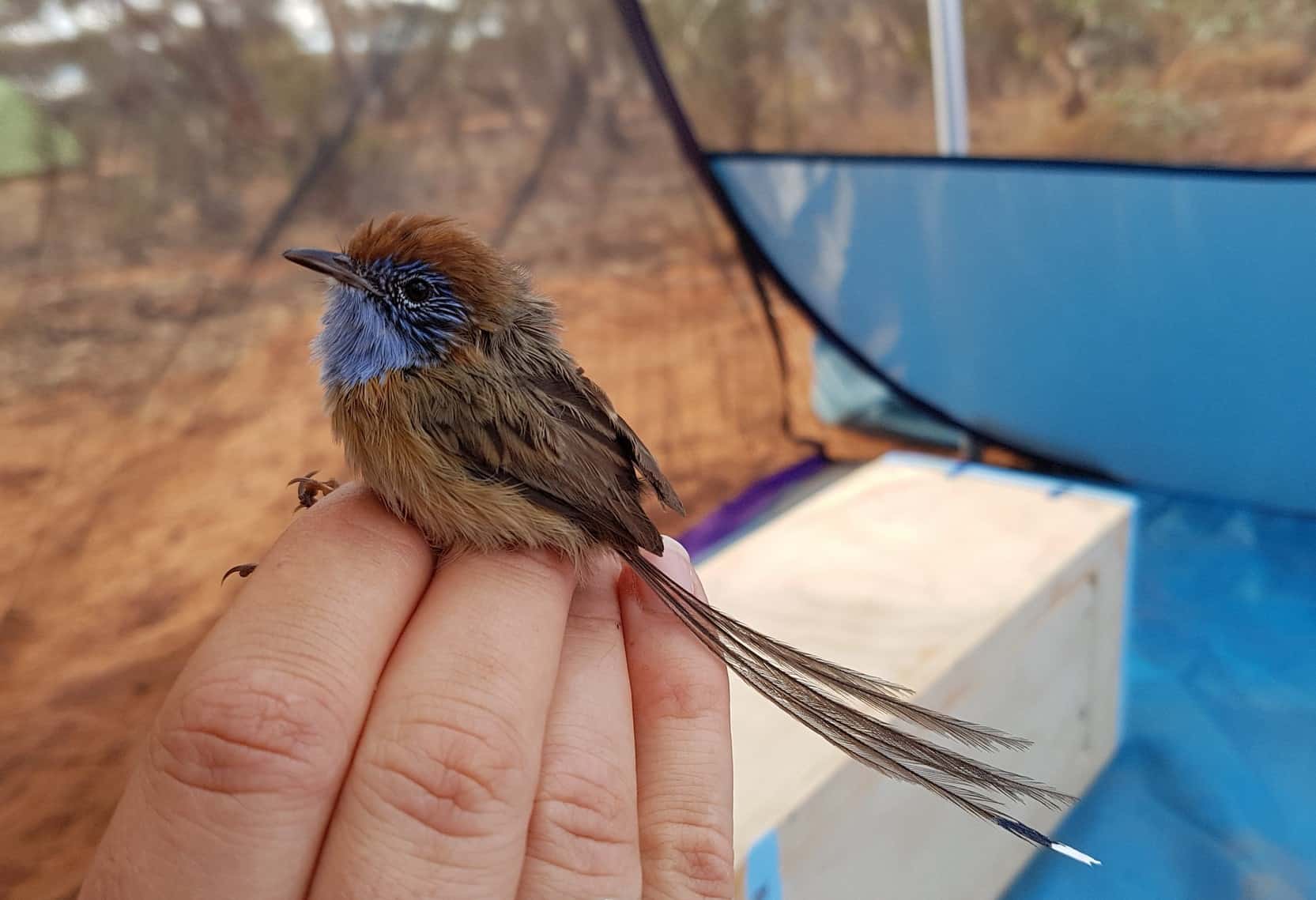 Very special Mallee Emu-wrens return home to Monarto Safari Park
