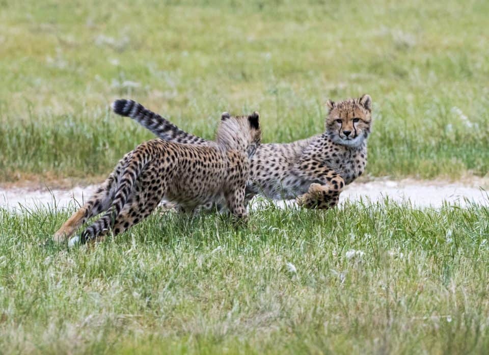 Fast cheetah facts - Monarto Zoo's cubs are getting ready to meet you!