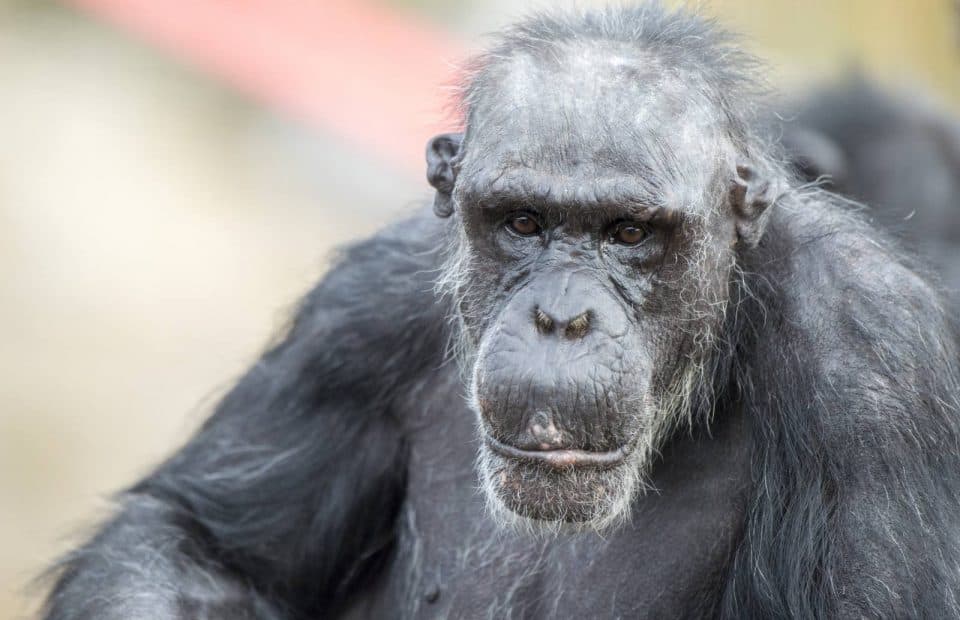 Chimps celebrate a birthday and a baby announcement!