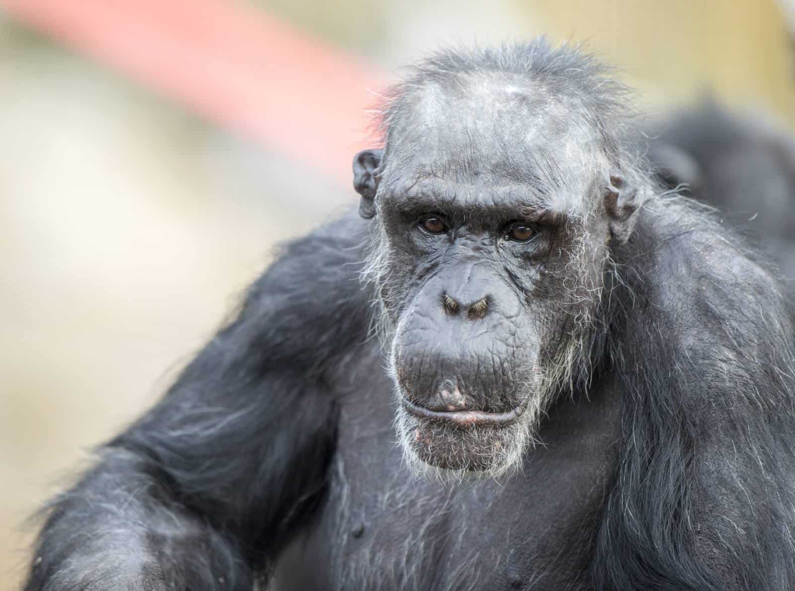 Chimps celebrate a birthday and a baby announcement!