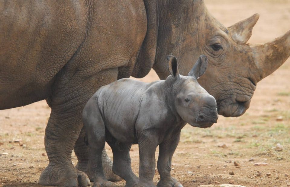 Southern White Rhino calf born at Monarto Zoo