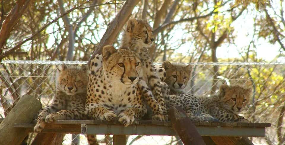 A tribute to Nakula one of the first cheetah cubs born at Monarto Zoo