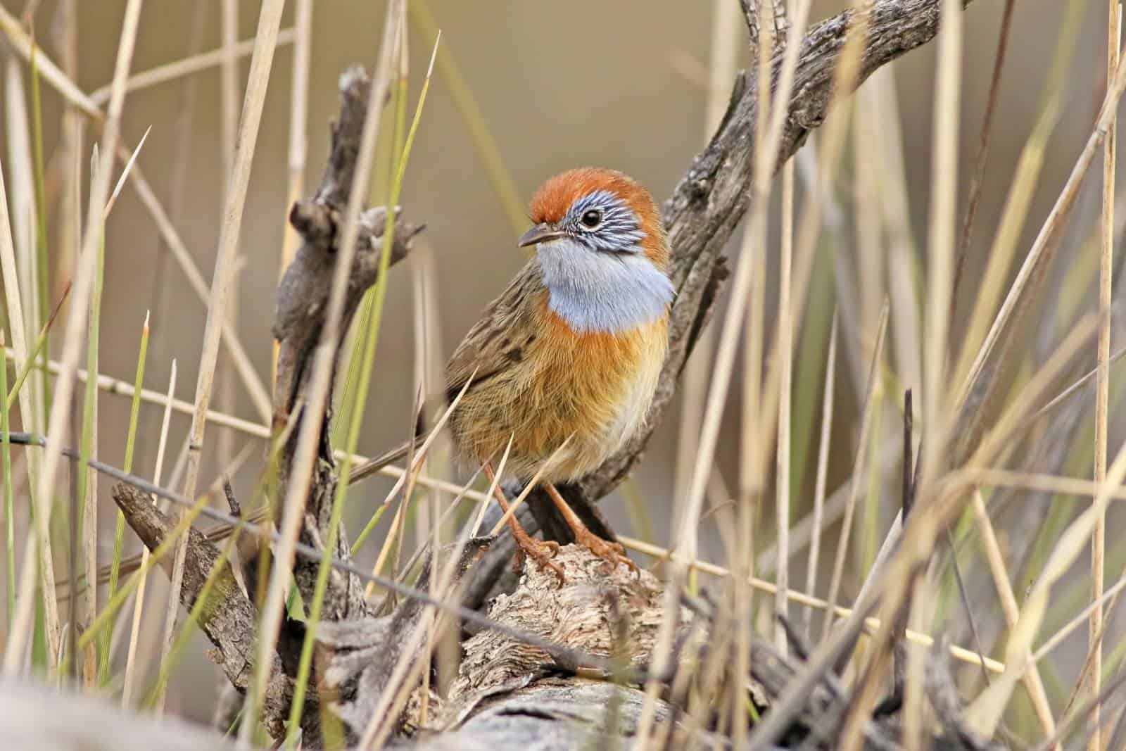 Baby surprise for Mallee Emu-wren recovery team - Monarto Safari Park