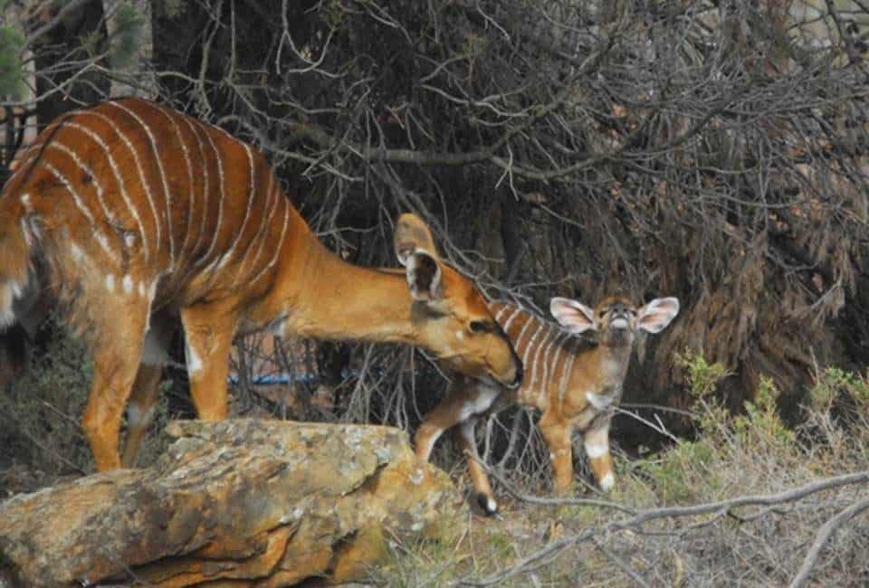 Non-stop Nyalas at Monarto Zoo - Monarto Safari Park