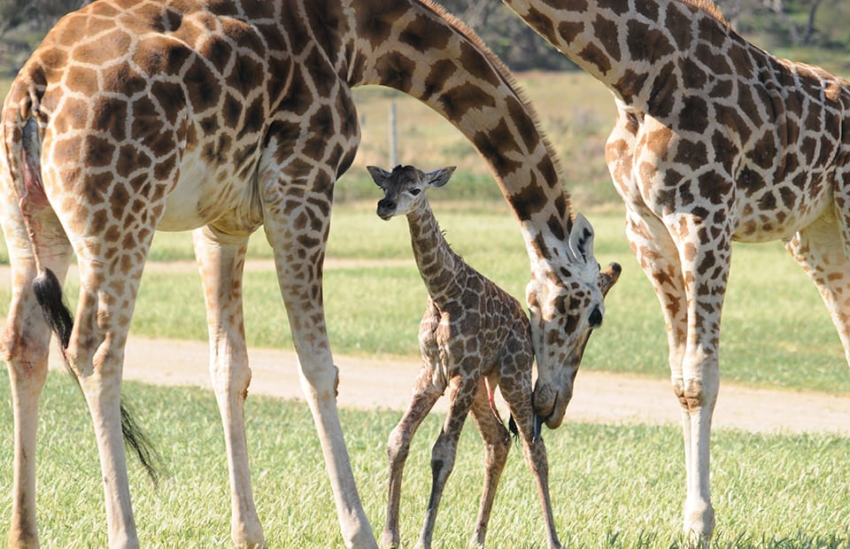 Monarto Zoo welcomes 47th giraffe calf to wild family - Monarto Safari Park