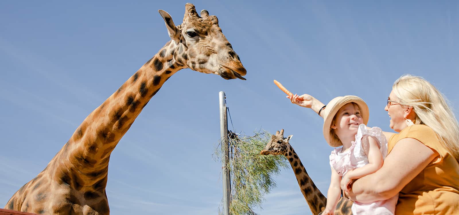 Giraffe Safari - Hand feed our ginormous giraffe at Monarto Safari Park
