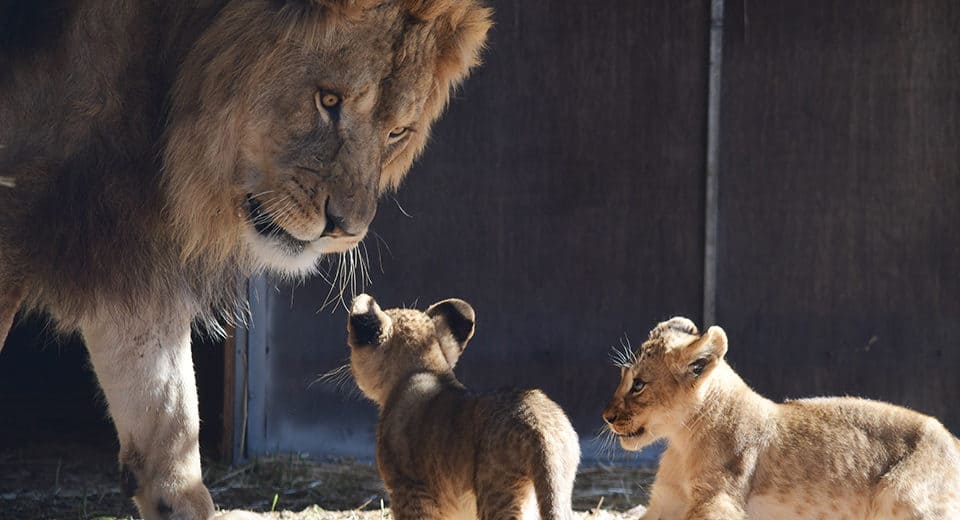 African Lion cubs meet the males and join pride