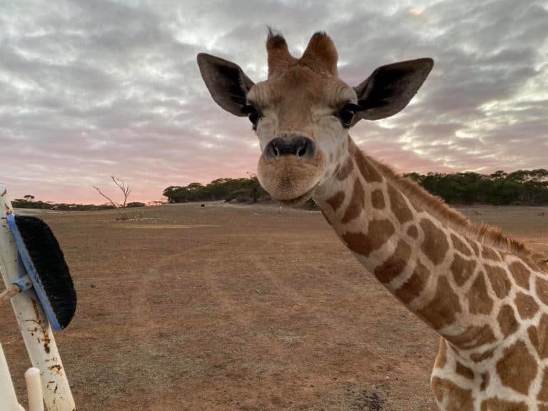 Today, we’re celebrating the keepers who become parents to our animals