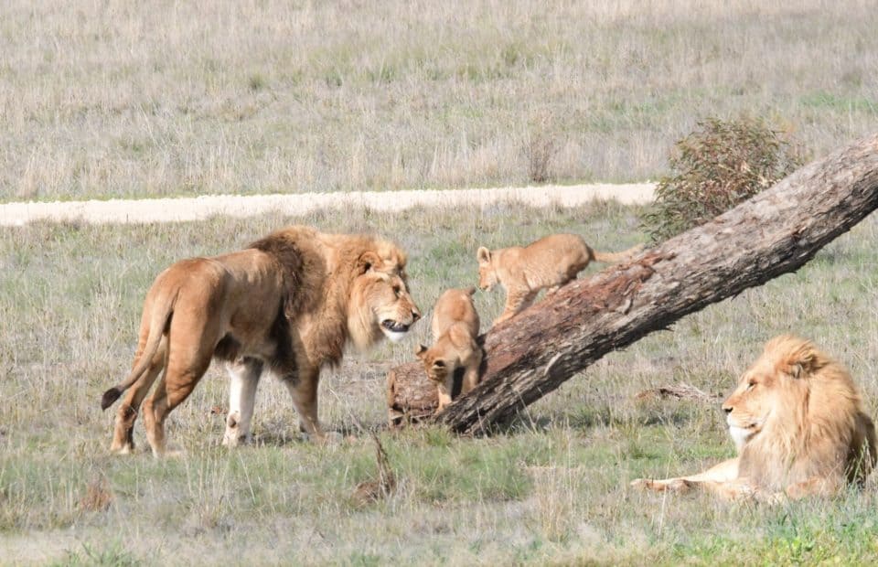 Roarsome cubs take their first steps out on the main exhibit
