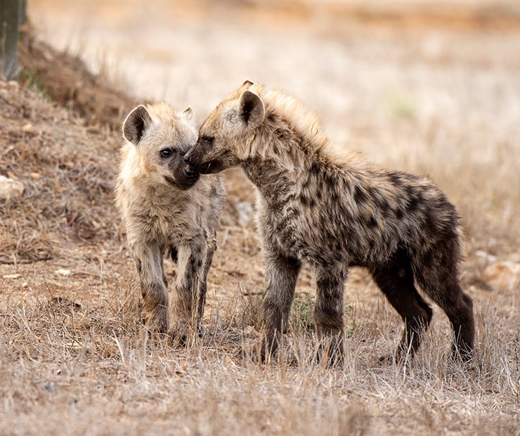 Names and a health check for Monarto Safari Park’s Spotted Hyenas