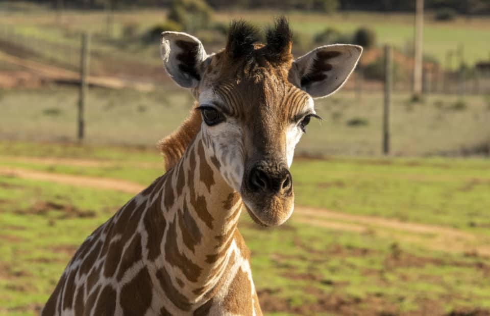 Giraffe calf named on World Giraffe Day! Perfect name...