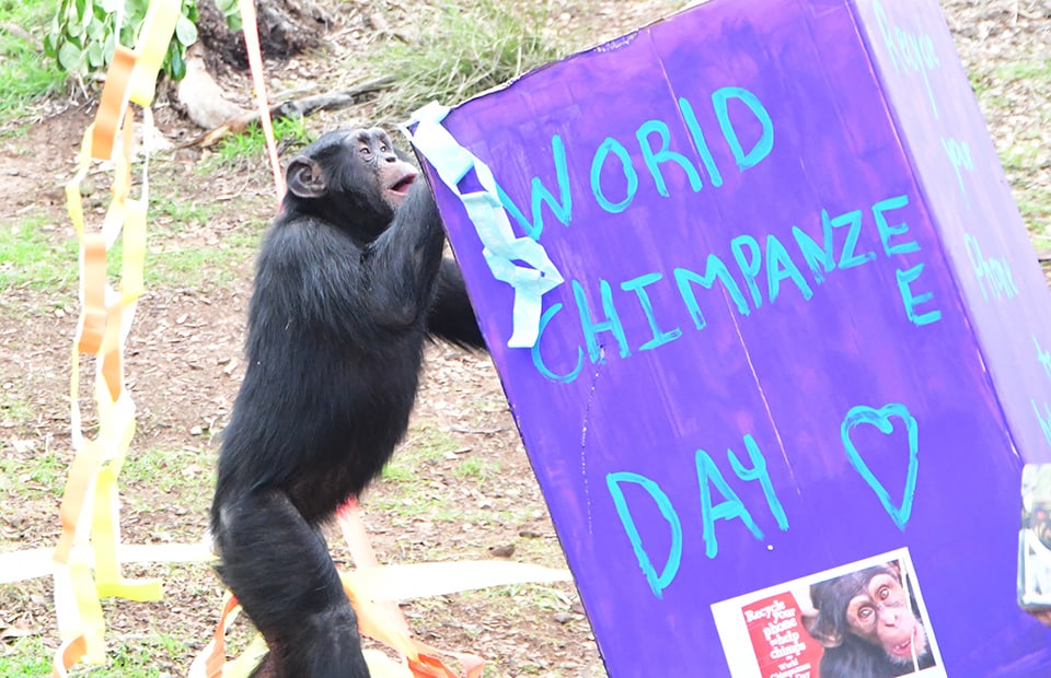 Our Chimpanzees are calling on the public and celebrating with ...