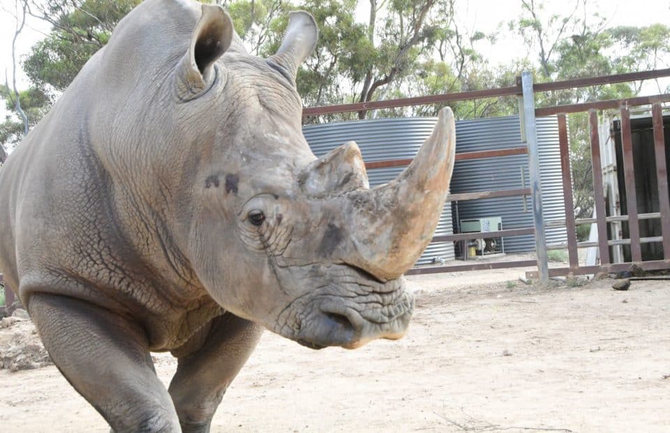 Latest news from Monarto Safari Park - Stay up to date with our animals