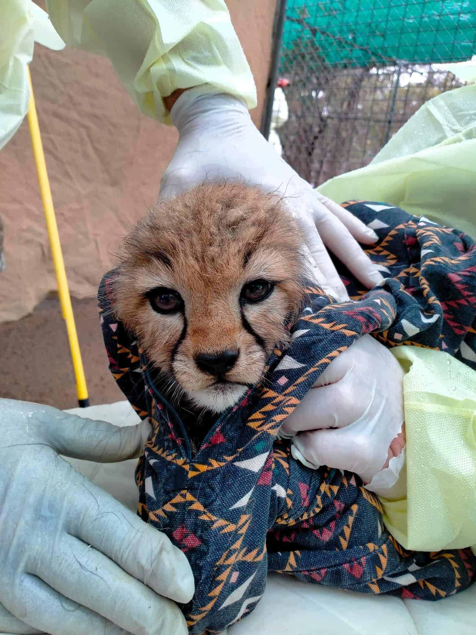 Cheetah duo’s health spot on!