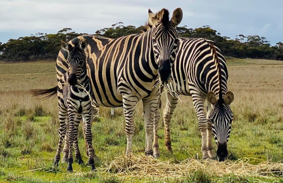 Pitter-patter of hooves across the plains