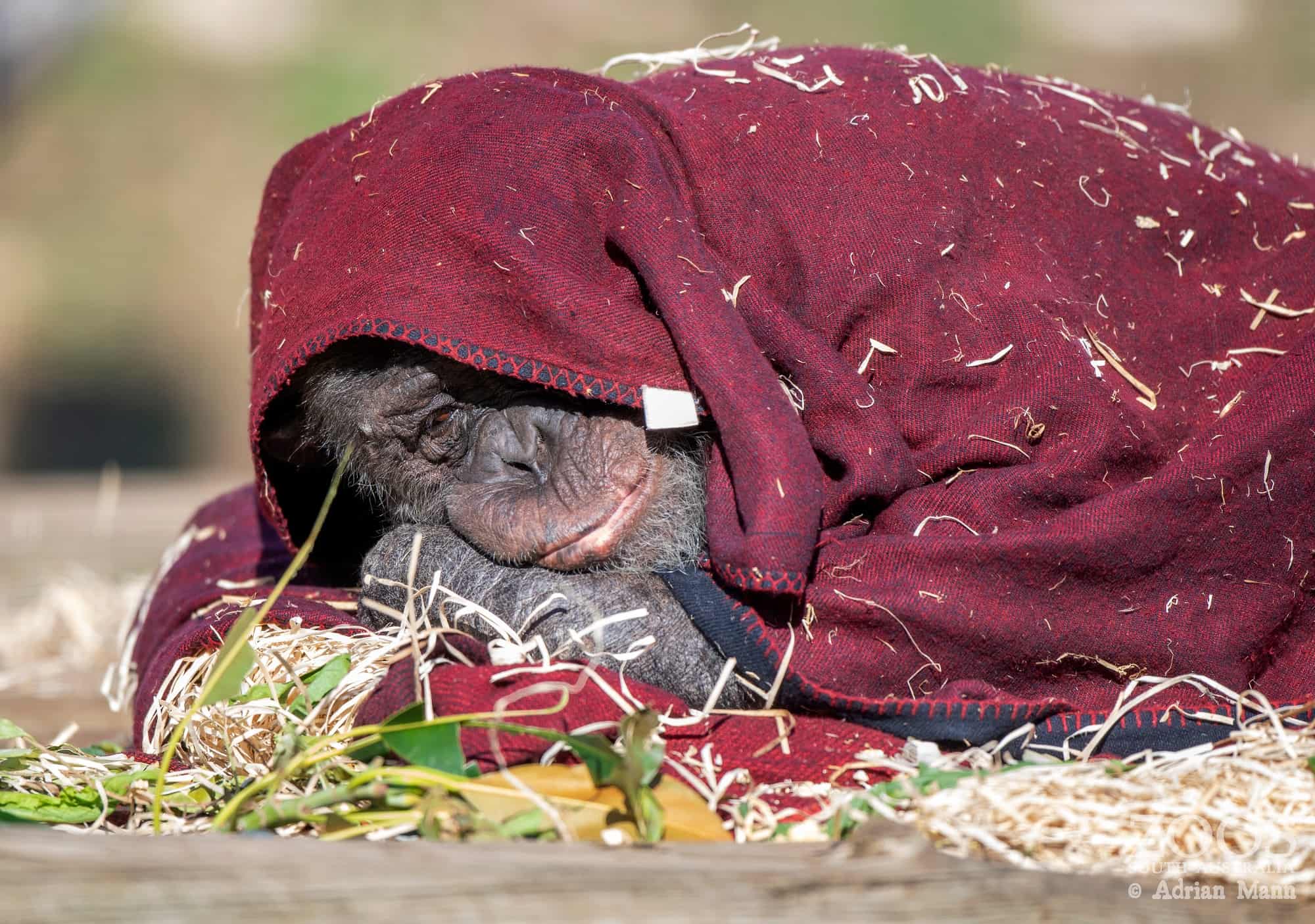 Chimpanzee troop unwell with Respiratory syncytial virus