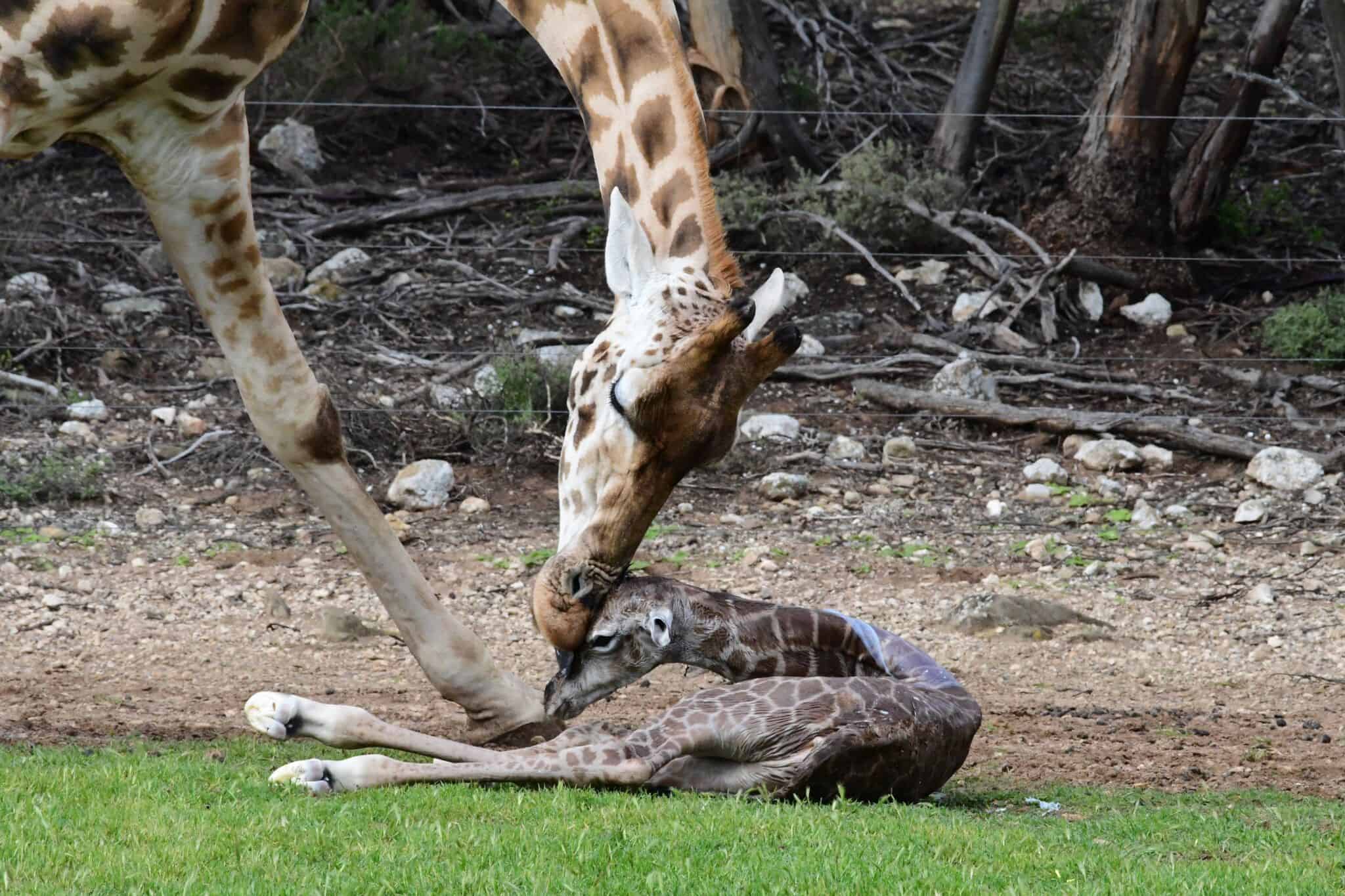 Giraffe calf birth marks important numbers at Monarto Safari Park