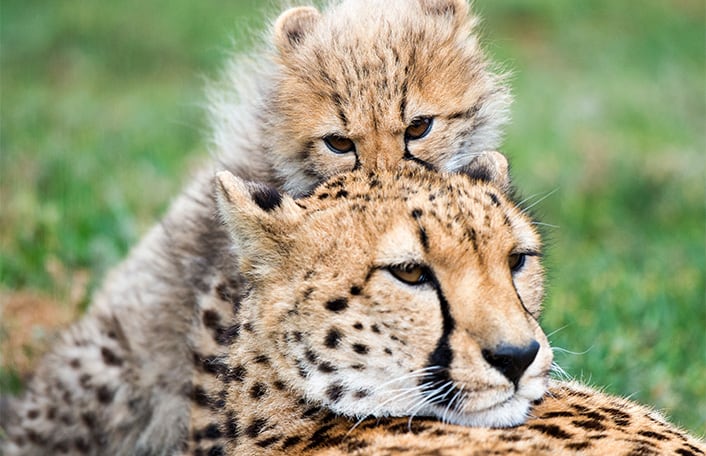International Cheetah Day - Monarto Safari Park