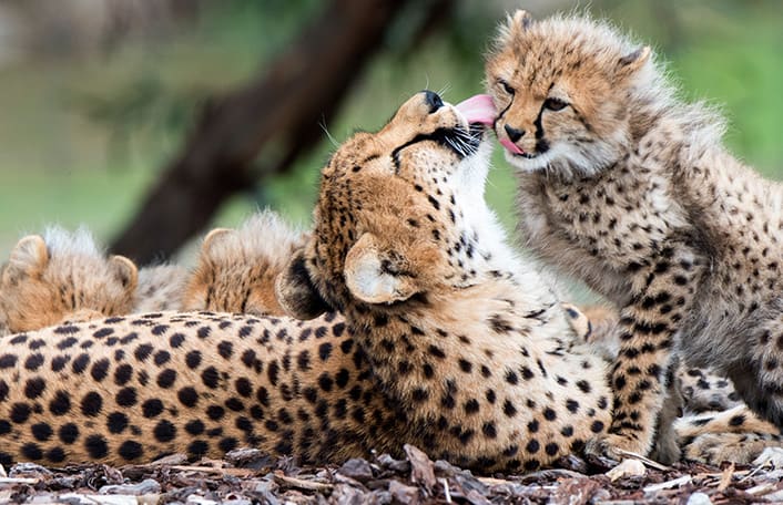 International Cheetah Day - Monarto Safari Park