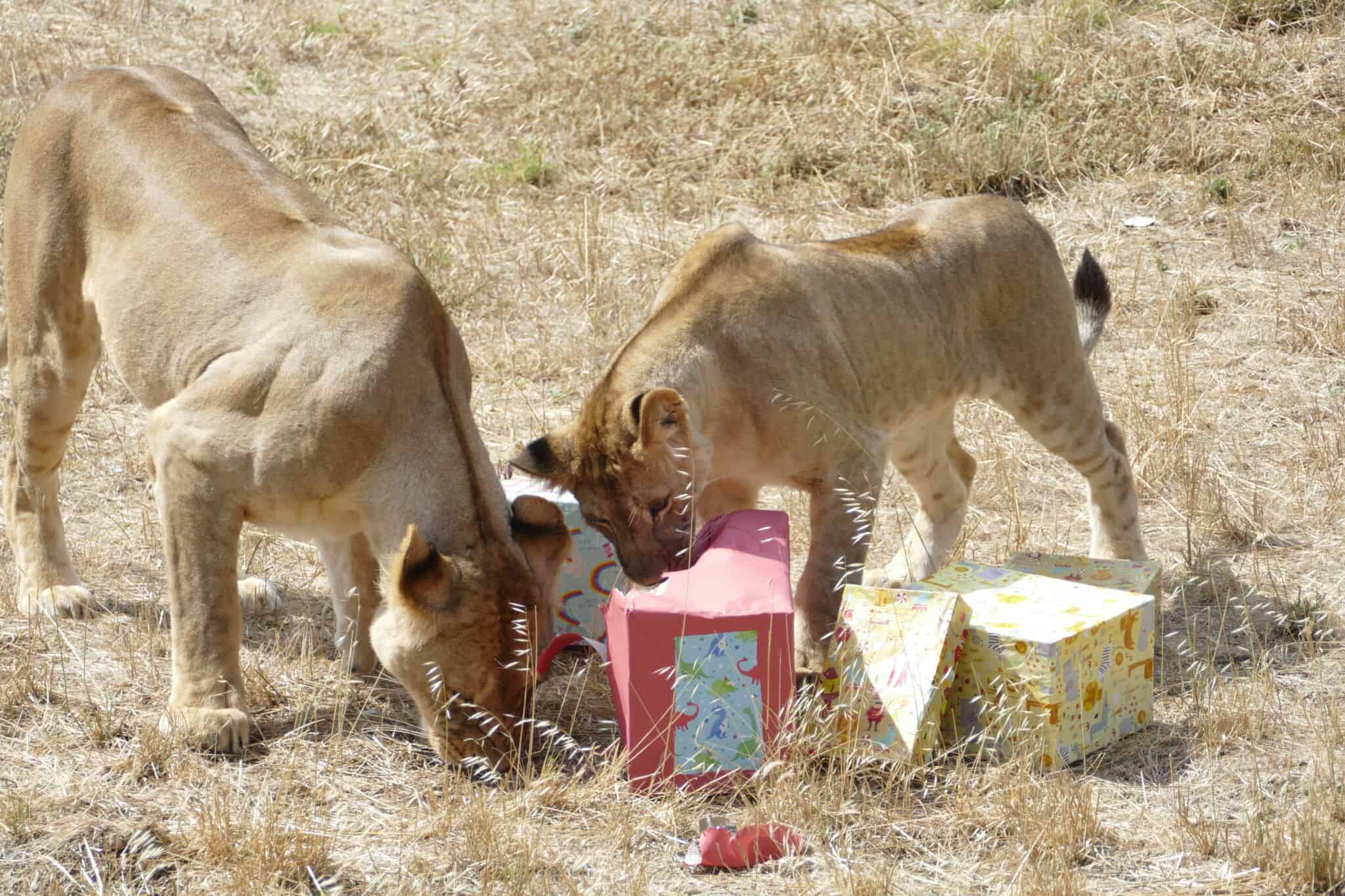 Cubby Birthday to you, you and YOU! - Monarto Safari Park