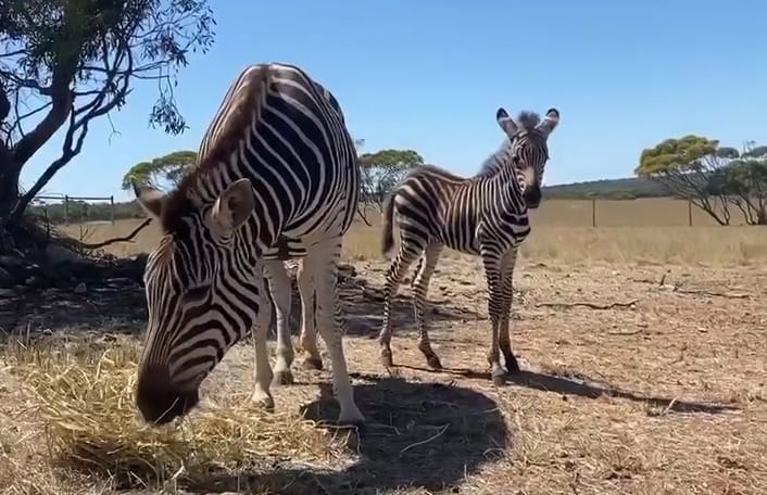 Zebra Foal Naming Competition - Monarto Safari Park