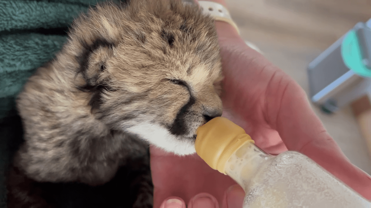 Spot-foster: Australasian first for vulnerable little Cheetah cubs and ...
