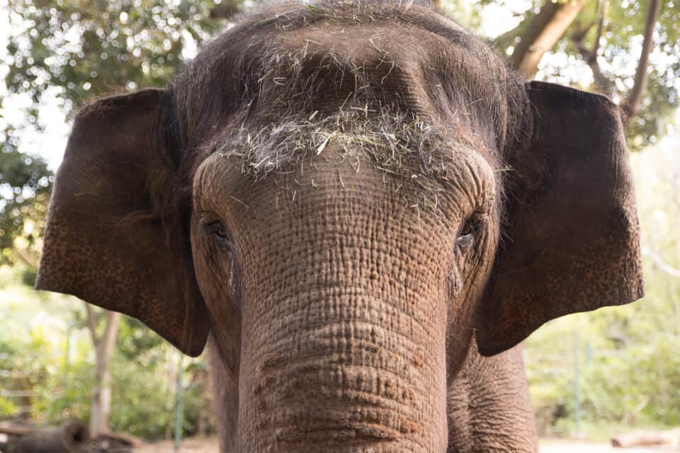 Elephants at Monarto Safari Park | Meet Burma, Permai and Putra Mas