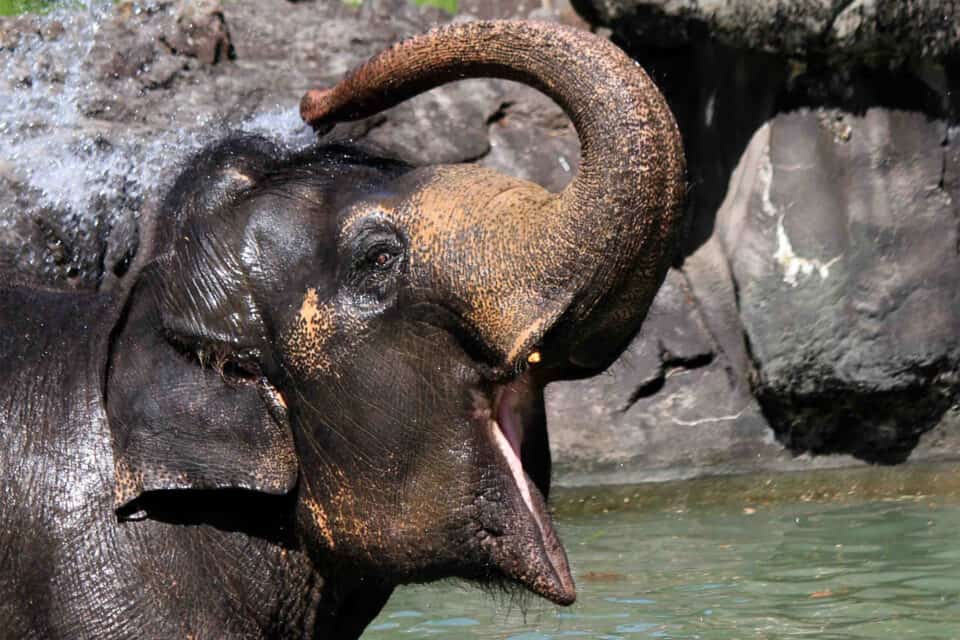 Elephants at Monarto Safari Park | Meet Burma, Permai and Putra Mas