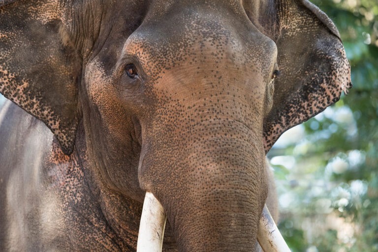Elephants at Monarto Safari Park | Meet Burma, Permai and Putra Mas