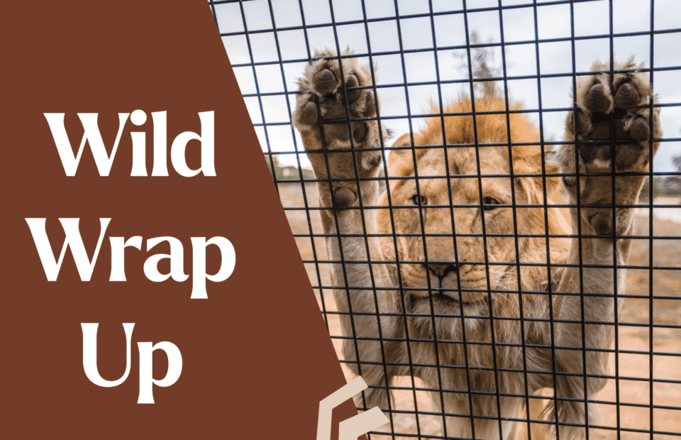 Wild Wrap-up - Monarto Safari Park