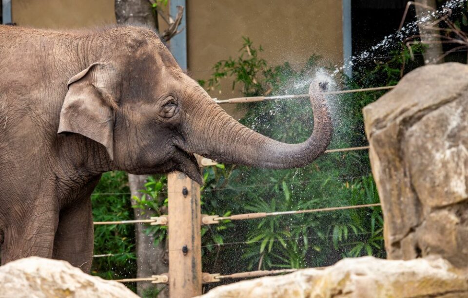 Elephants at Monarto Safari Park | Meet Burma, Permai and Putra Mas