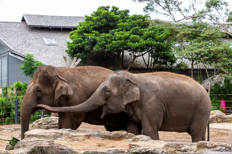 Elephants at Monarto Safari Park | Meet Burma, Permai and Putra Mas