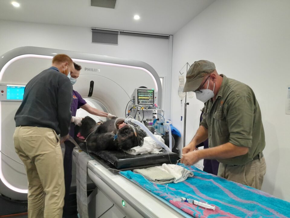 Successful surgery has much-loved Chimpanzee back on his feet - Monarto ...