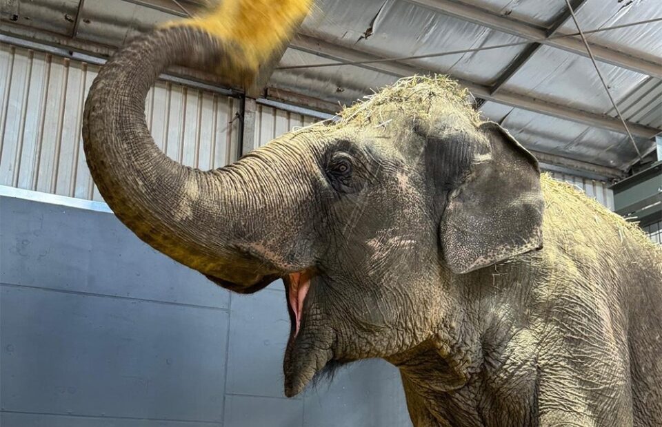 The elephant has landed at Monarto Safari Park! - Monarto Safari Park