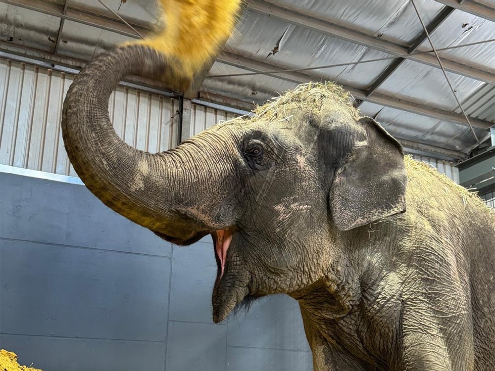 The elephant has landed at Monarto Safari Park! - Monarto Safari Park