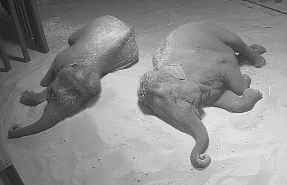 Herding home: Elephants arrive at Monarto Safari Park