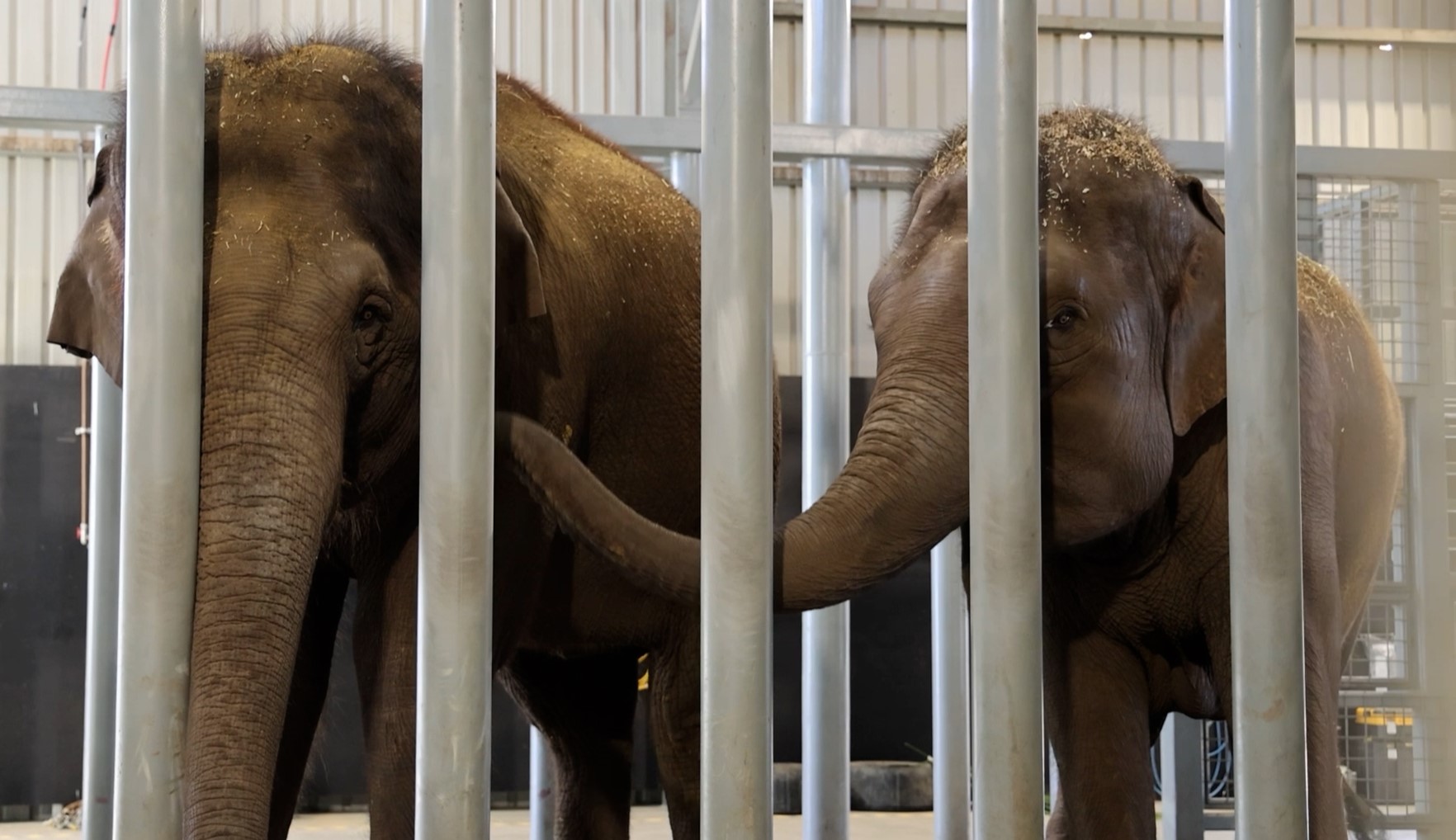 Elephants at Monarto Safari Park | Meet Burma, Permai and Putra Mas