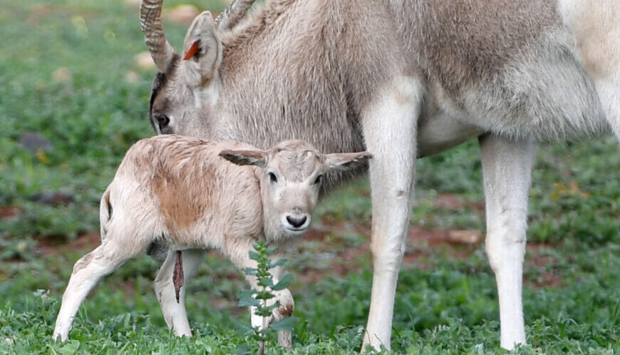 Rare Arrival: First Addax Calf of the Season Born at Monarto Safari ...