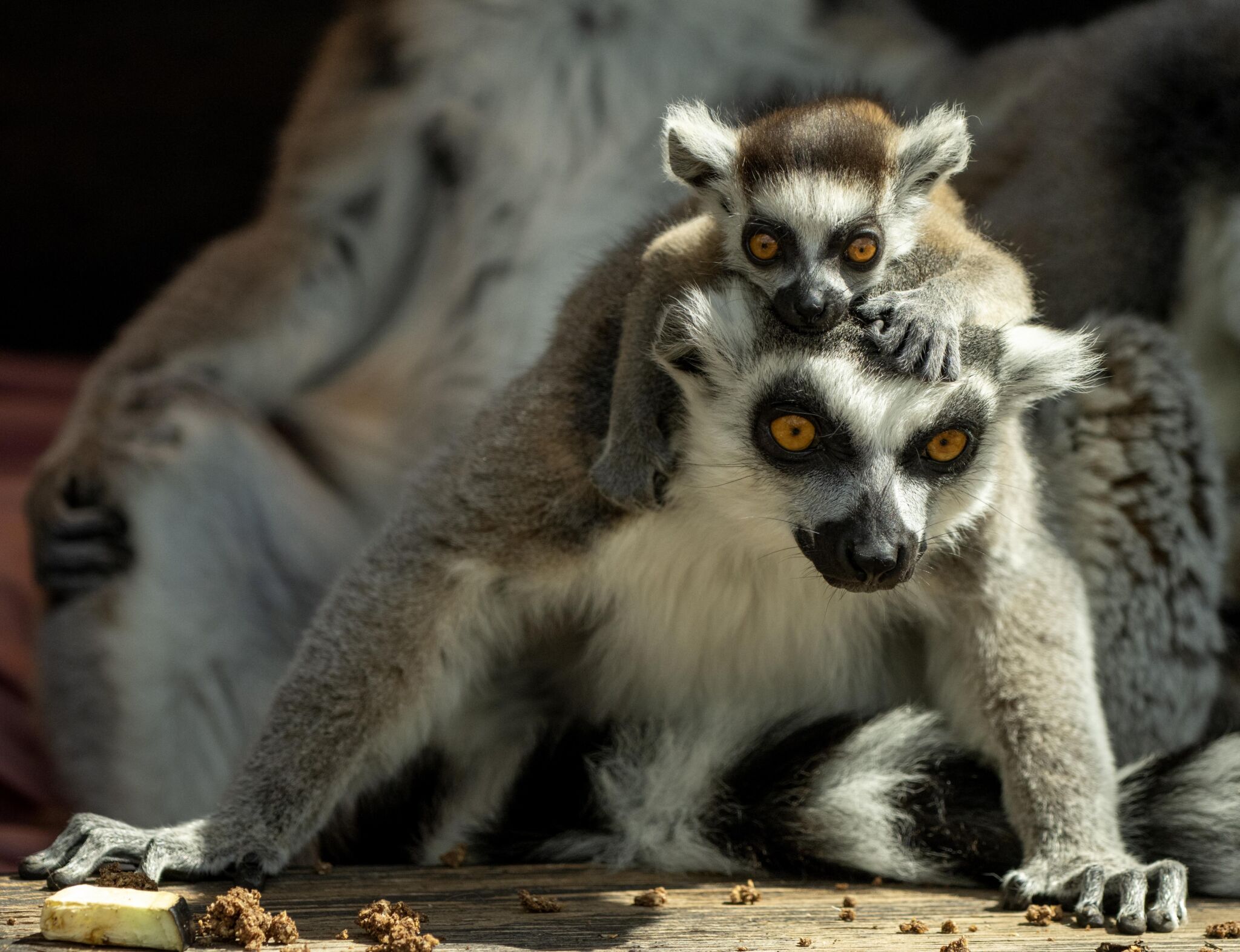 Five Ring-tailed Lemur Pups Light Up the Conspiracy - Monarto Safari Park