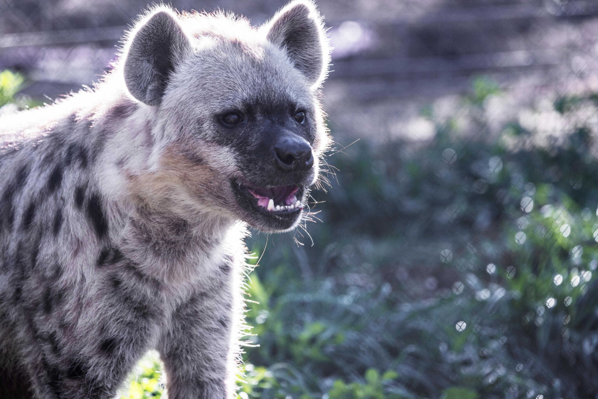 Jabali’s jaw journey: How one hyena is getting a new lease on life ...