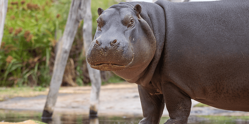 Hippopotamus - Monarto Safari Park