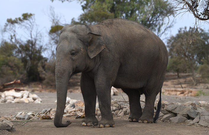 Asian Elephant - Monarto Safari Park