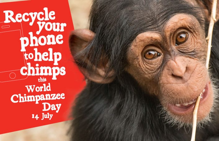 World Chimpanzee Day - Monarto Safari Park